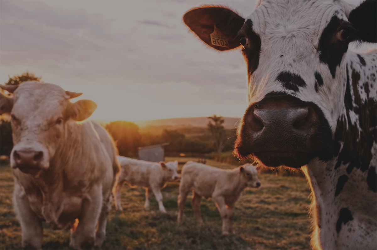 Asante Agro – Better Food, Better Life